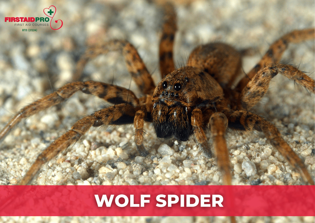 How Dangerous is a Huntsman Spider Bite? - First Aid Pro Adelaide
